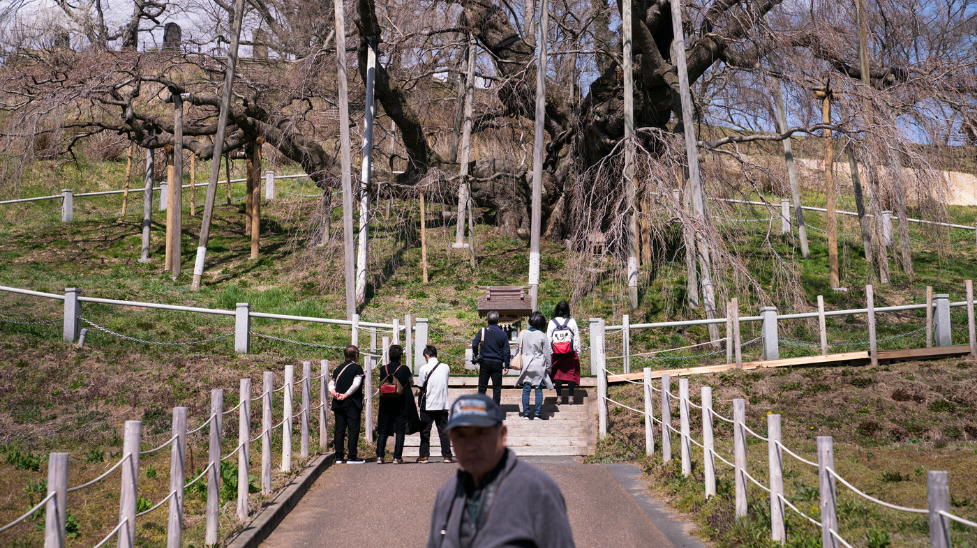 'A Reminder That Nature Is Strong': In Japan, A 1,000-Year-Old Cherry ...