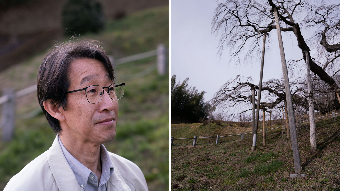 'A Reminder That Nature Is Strong': In Japan, A 1,000-Year-Old Cherry ...