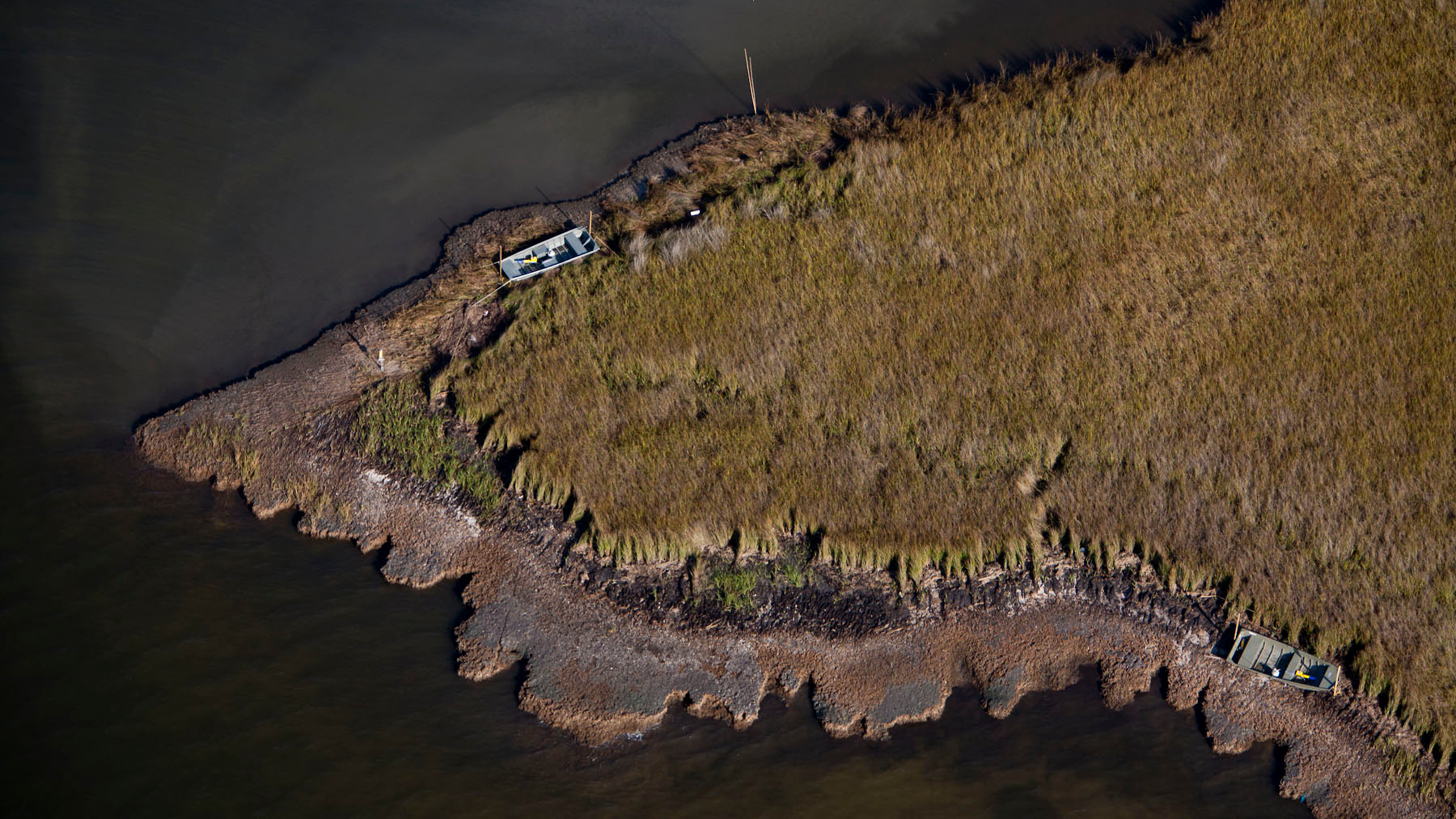 A Decade After BP Oil Spill, Scientists Still Working To Save Bird ...