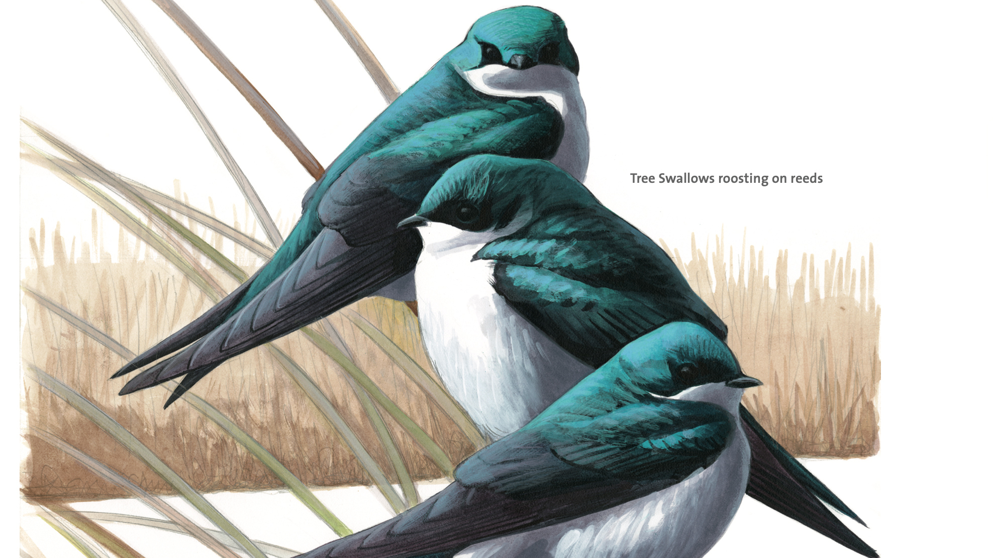 David Allen Sibley Offers Some Thoughts On 'What It's Like To Be A Bird ...