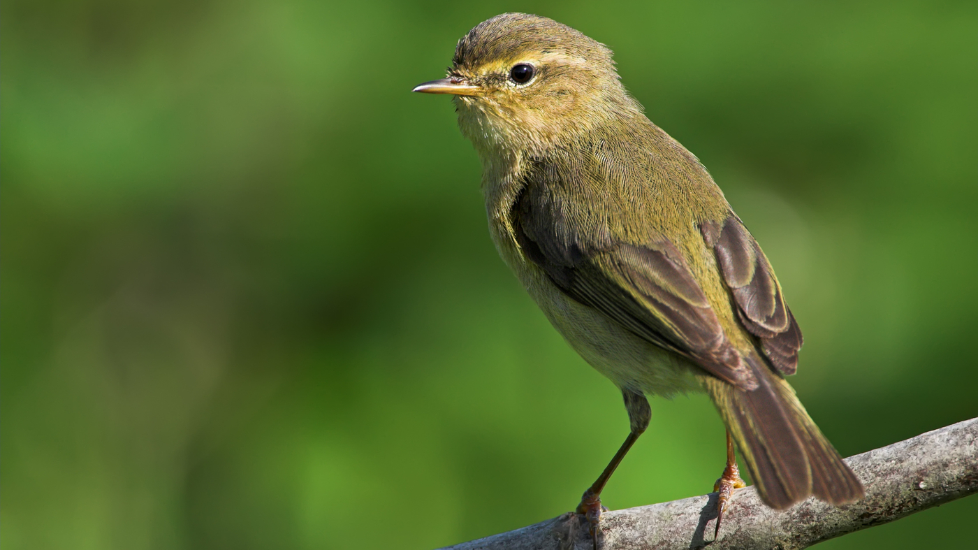 Do Those Birds Sound Louder To You? An Ornithologist Says You're Just ...