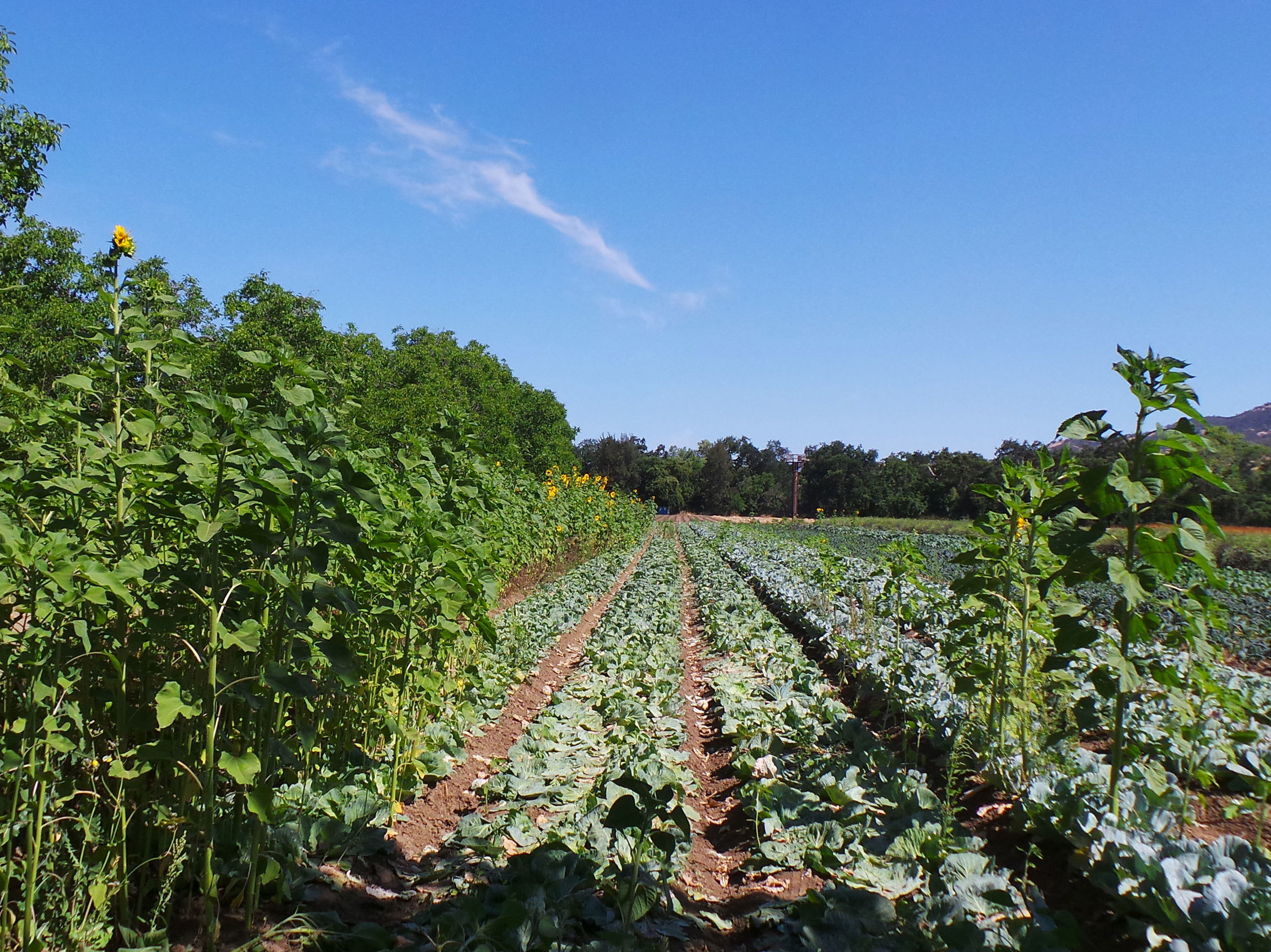 As Food Supply Chain Breaks Down, Farm-To-Door CSAs Take Off | NCPR News