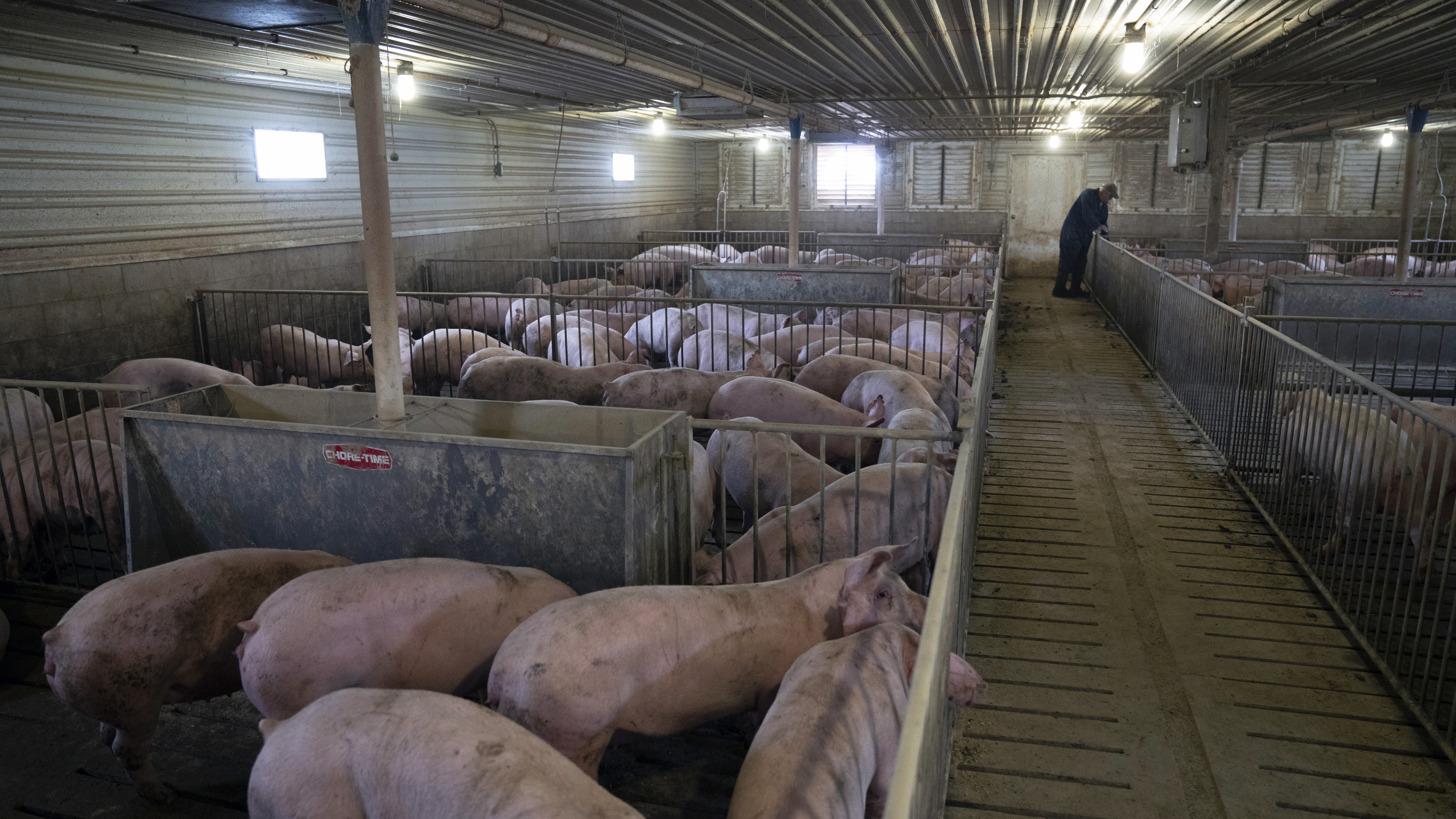 Opinion: Livestock Farmers, Without Options, Turn To Euthanasia : NPR
