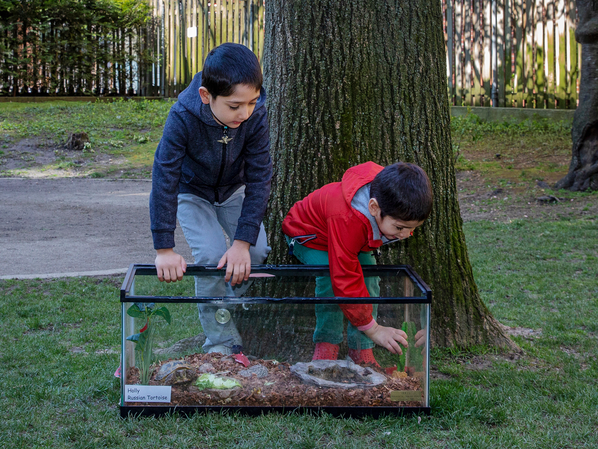 Who'll Take The Tortoise? What Happens To Classroom Pets During The ...
