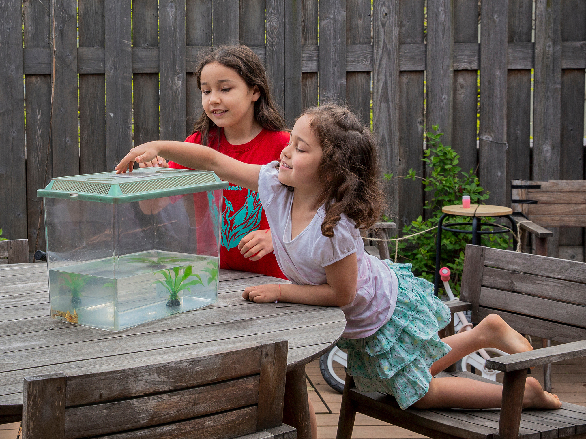 Who'll Take The Tortoise? What Happens To Classroom Pets During The ...