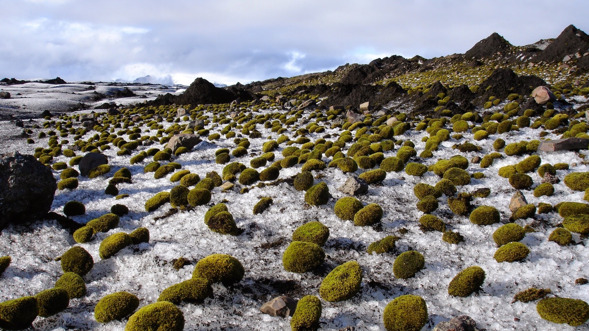 Fuzzy Green 'Glacier Mice' Move In Groups And Puzzle Scientists : NPR