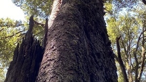 Climate Change Is Helping Make The World's Trees Younger And Shorter. : NPR