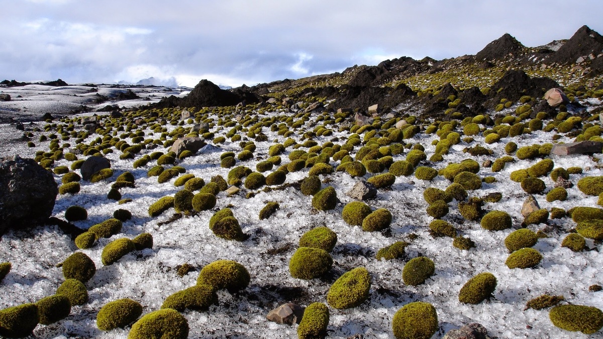 Scientists Study Baffling Movements of Glacier Mice : Short Wave : NPR