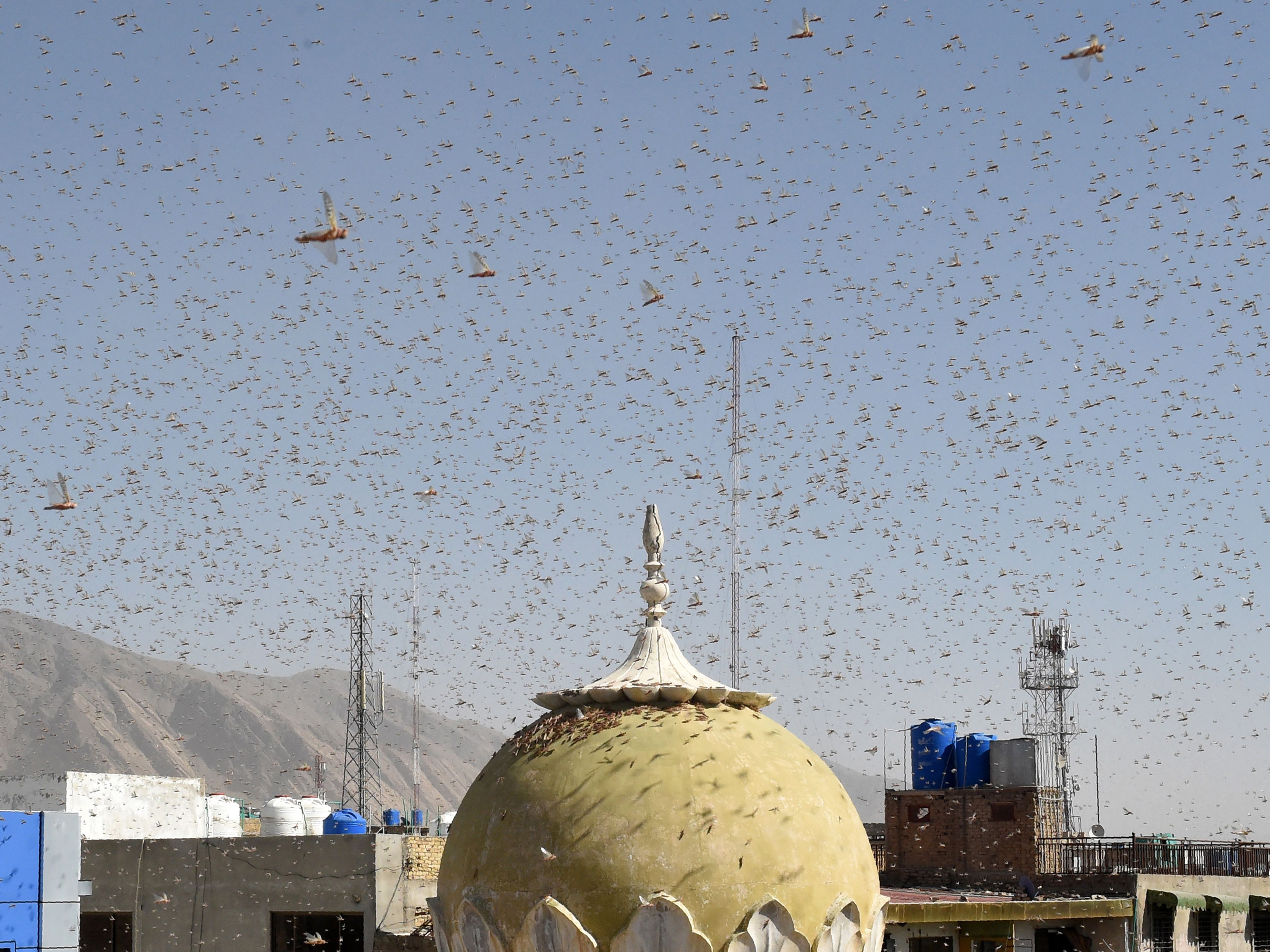 Locusts Are A Plague Of Biblical Scope In 2020. Why? And ... What Are ...