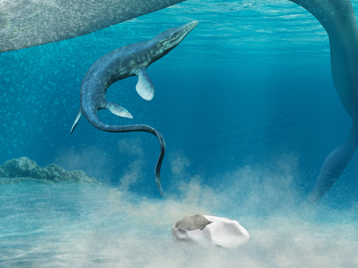 Scientists Find The Biggest Soft-Shelled Egg Ever, Nicknamed 'The Thing ...