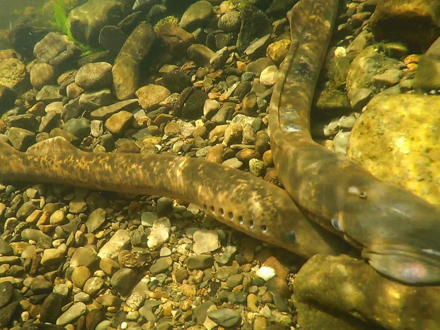 'One Of The Best Nature Shows': A River Transformed After Dams Come ...
