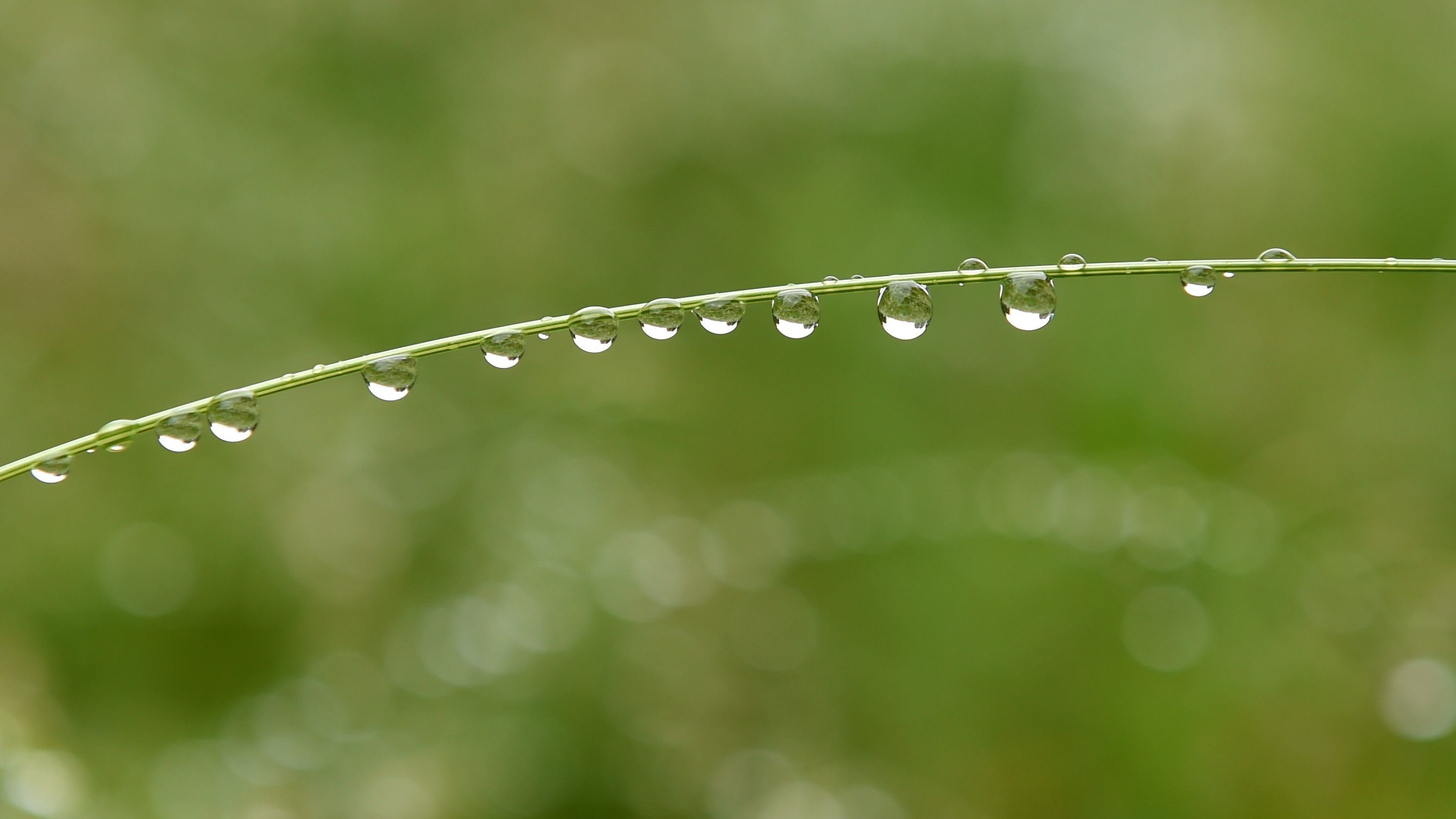 The Science Behind That Fresh Rain Smell : NPR One
