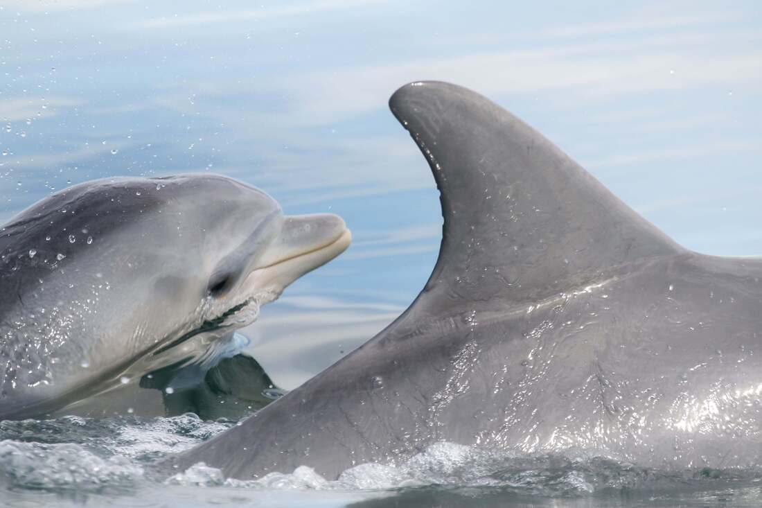 Dolphins Can Learn New Fishing Tricks From Their Pals : NPR