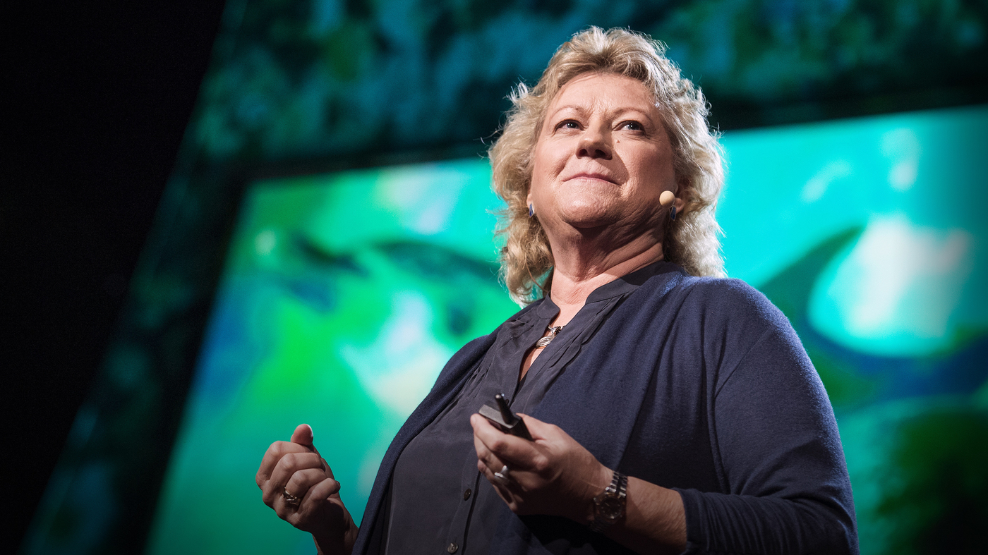 Denise Herzing: Do Dolphins Have A Language? : NPR