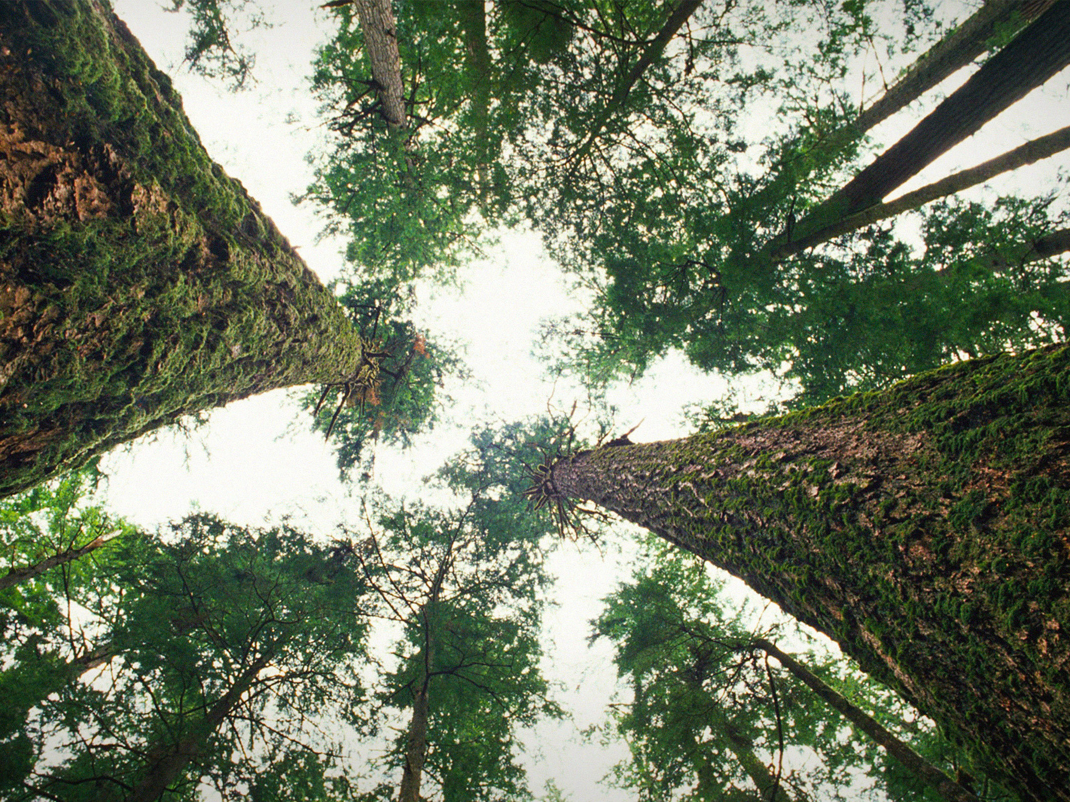 Suzanne Simard: How Do Trees Collaborate? | WBUR