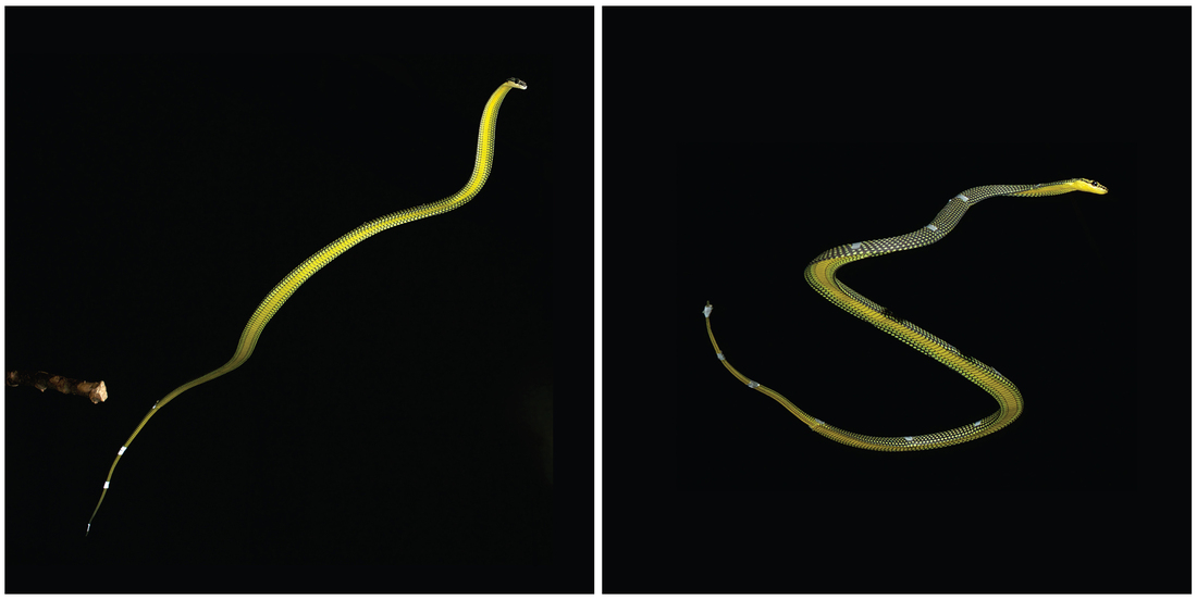 Flying Snakes Can Travel Remarkable Distances, Now Scientists Know How ...