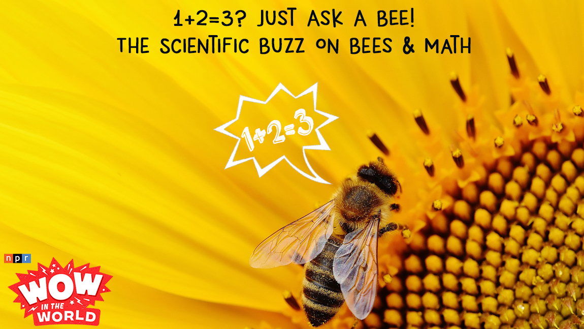 1+2=3? Just Ask A BEE! - The Scientific Buzz On Bees & Math (encore) : NPR