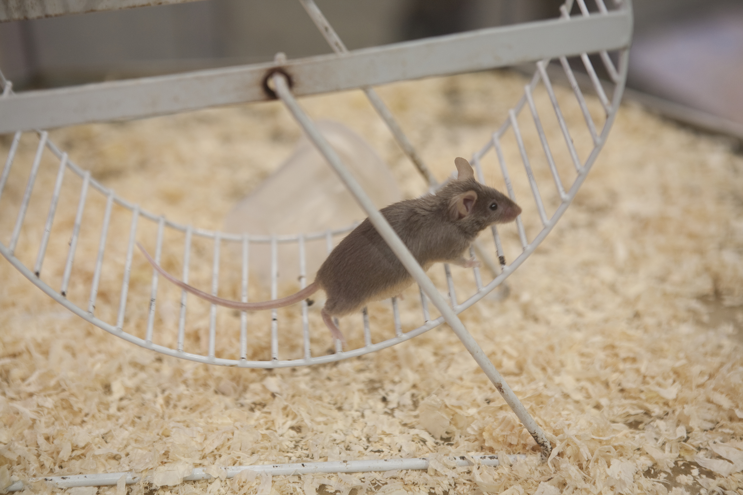 An Enzyme That Increases With Exercise Can Improve Memory In Mice, And ...
