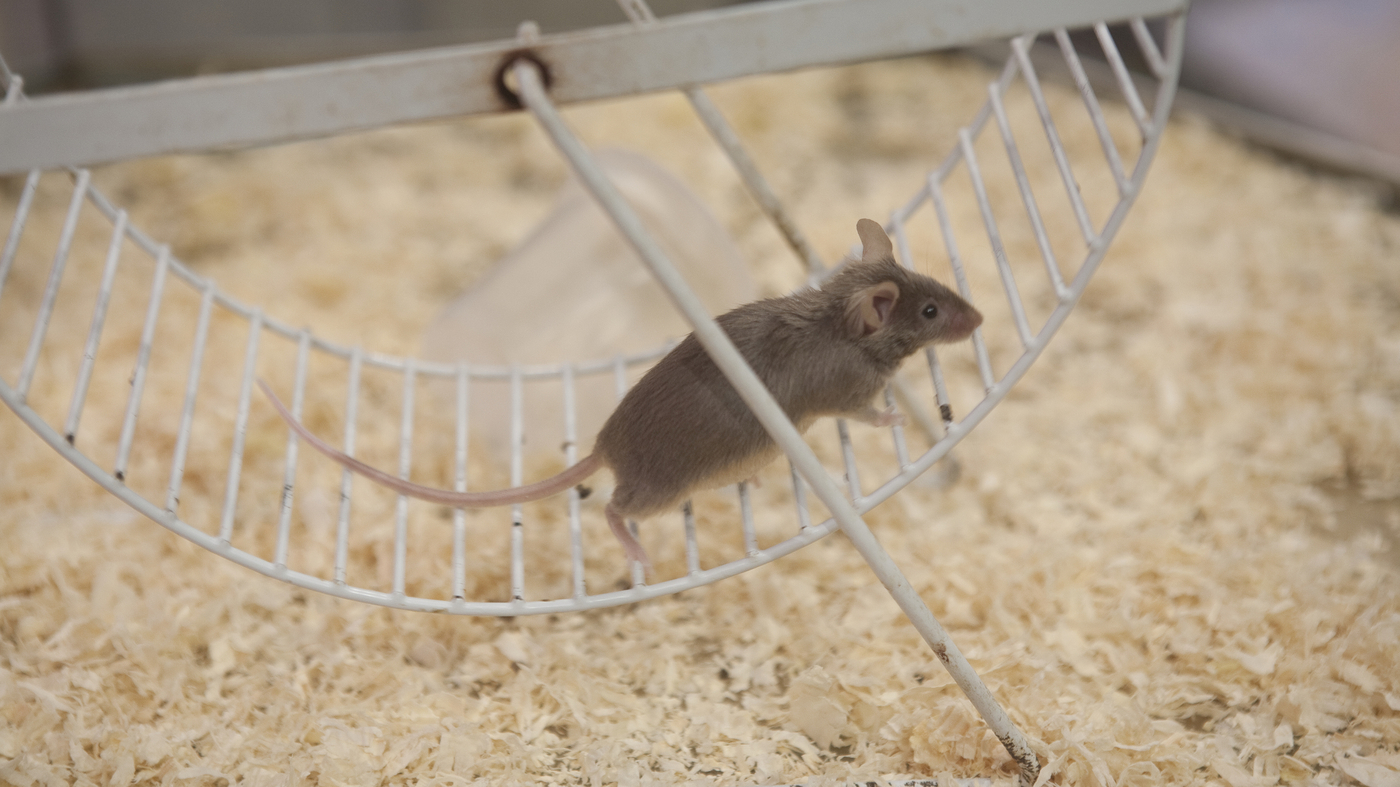 An Enzyme Linked To Exercise Shows Potential For Enhancing Memory ...