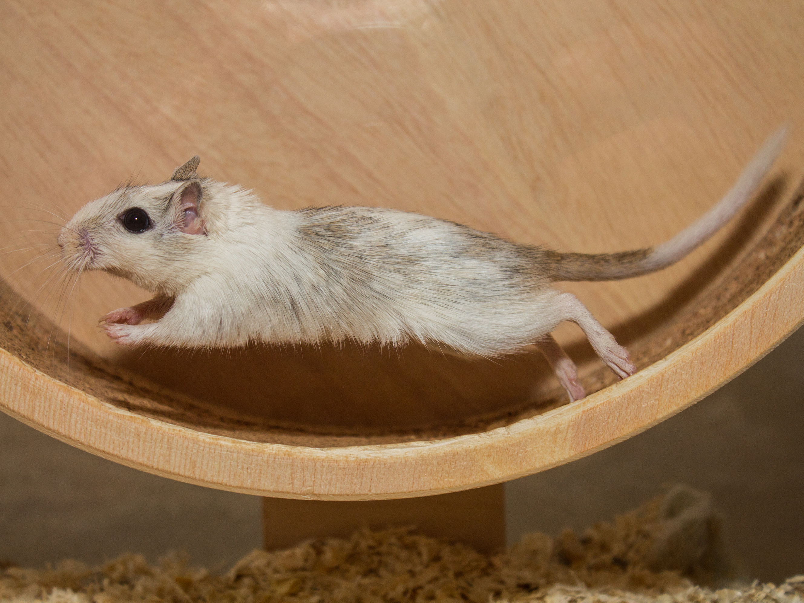 An Enzyme That Increases With Exercise Can Improve Memory In Mice, And ...