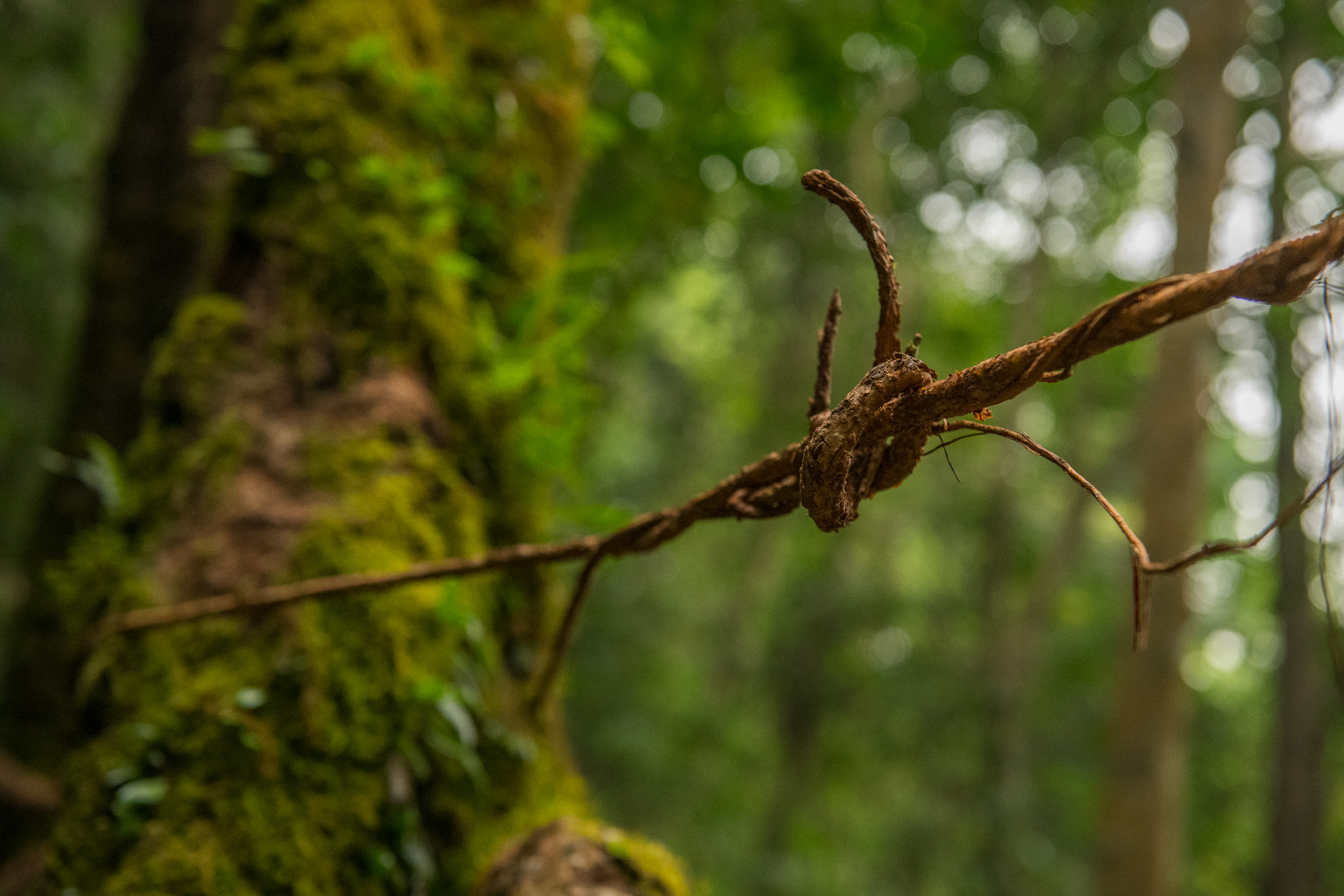 PHOTOS: Living Tree Bridges In A Land Of Clouds | NCPR News