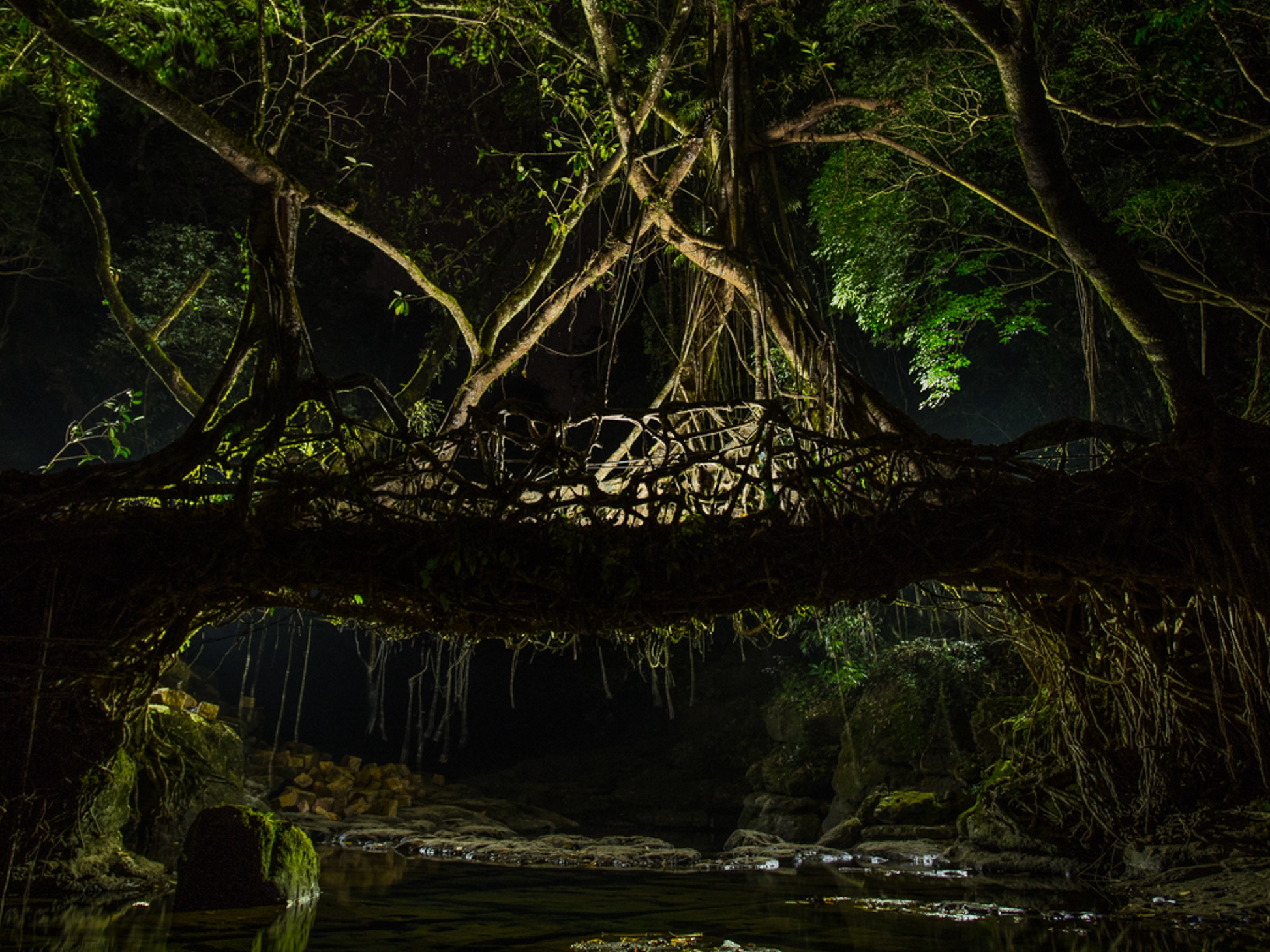 PHOTOS: Living Tree Bridges In A Land Of Clouds | NCPR News