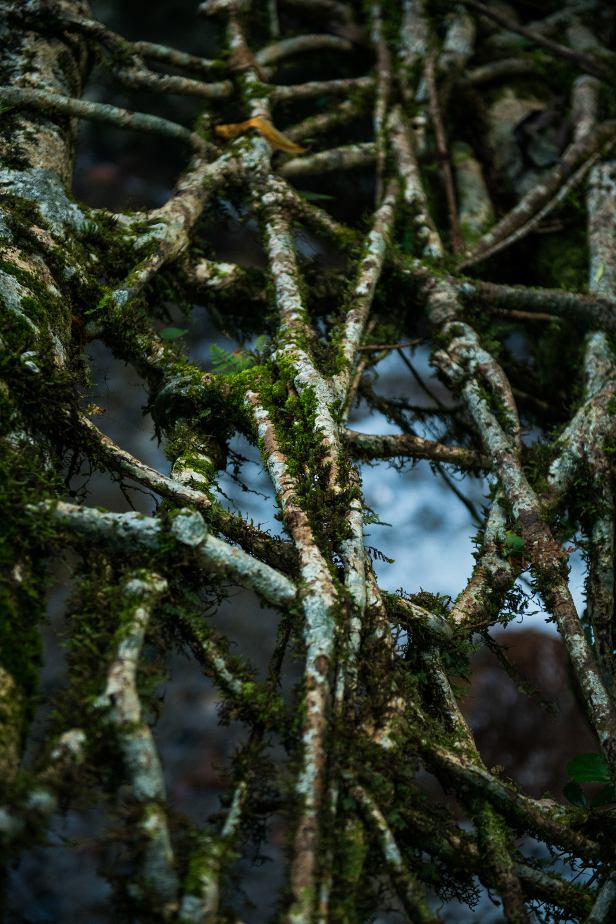 PHOTOS: Living Tree Bridges In A Land Of Clouds | NCPR News
