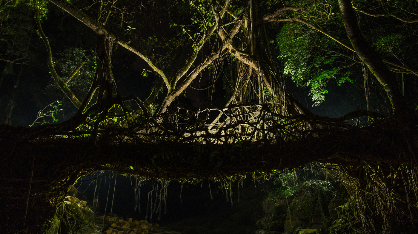PHOTOS: India's Ancient Root Bridges Hold Lessons For The Modern World ...