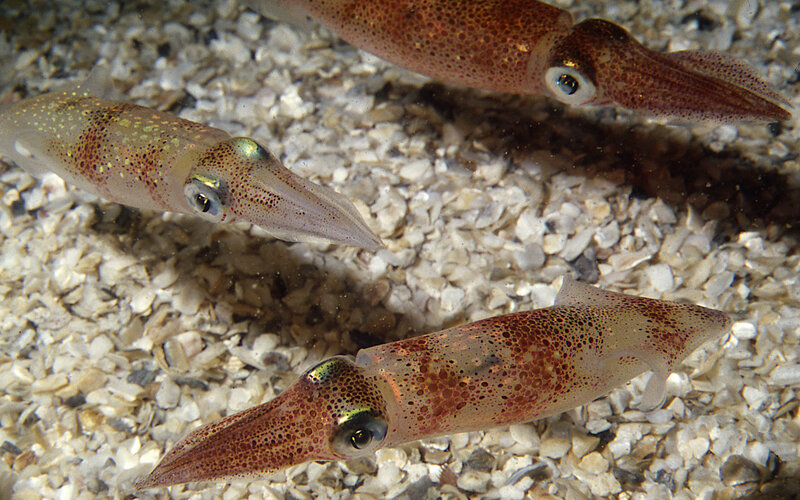 The First Gene-Altered Squid Has Thrilled Biologists | Lipstick Alley