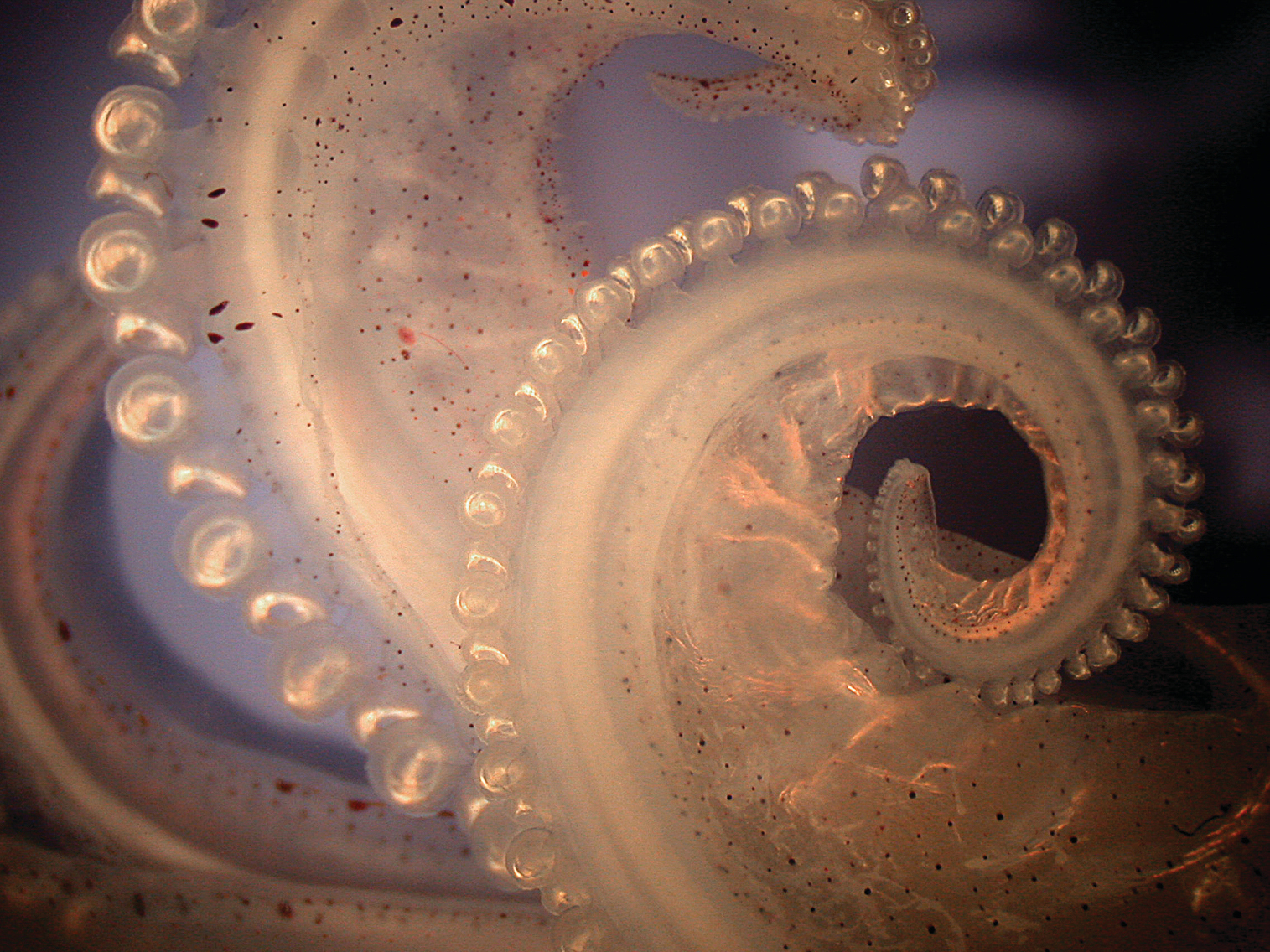 The 1st Gene-Altered Squid Has Thrilled Biologists | NCPR News