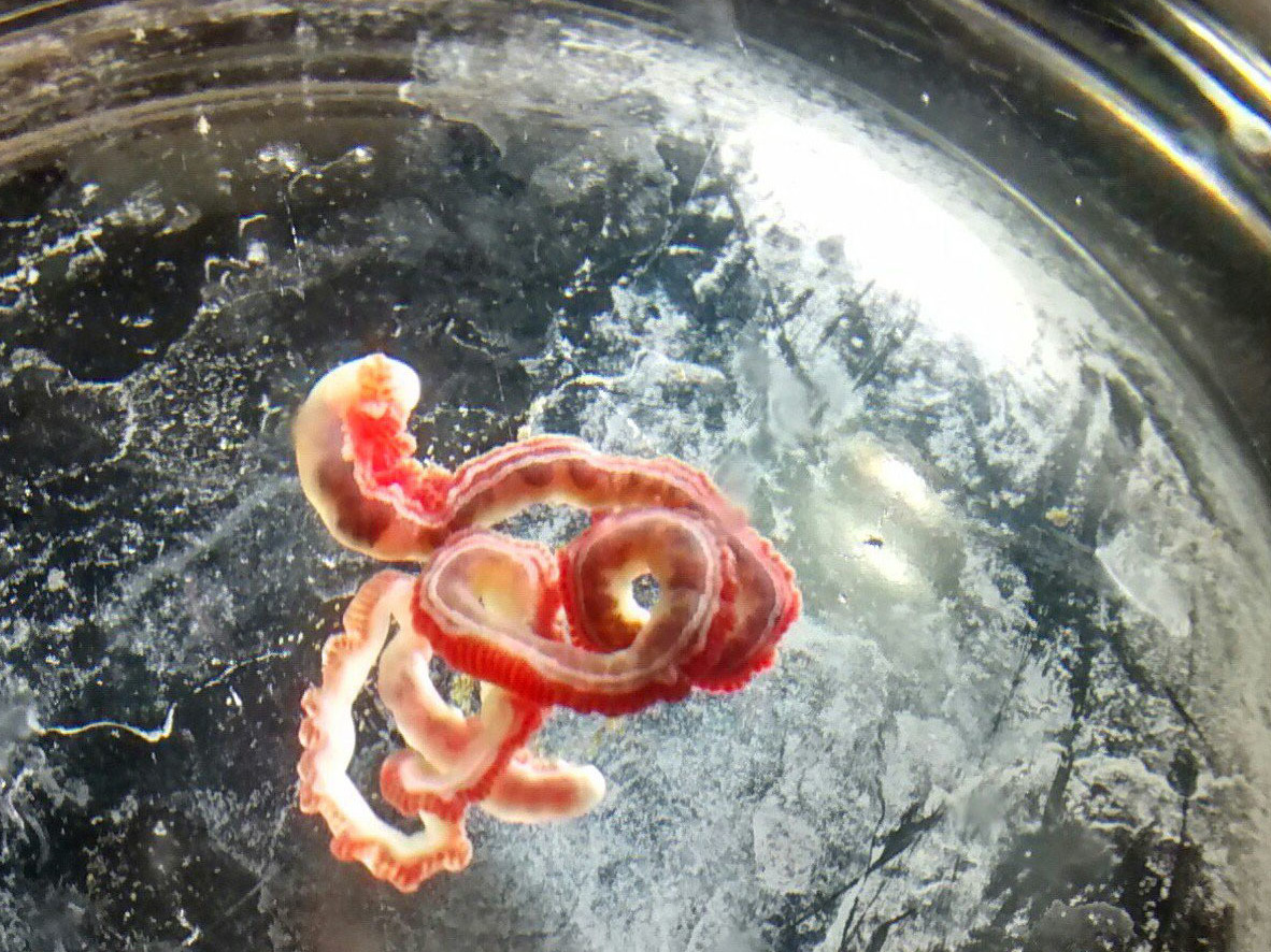 Save The Whales. Save The Tigers. Save The Tapeworms? | NCPR News