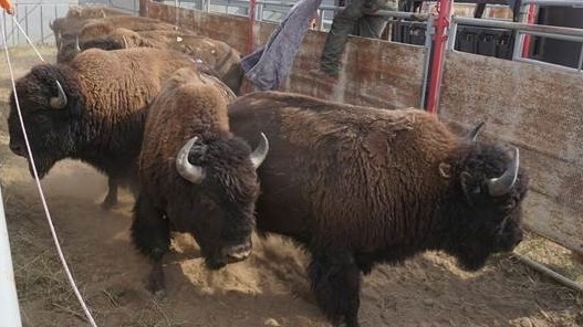Fort Peck Tribes Carry Out Largest Ever Inter-Tribal Buffalo Transfer : NPR