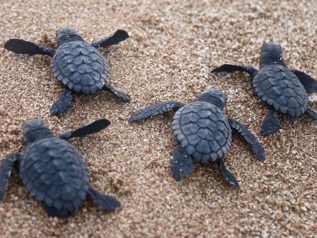 On Beaches Quieted By The Pandemic, Lebanon Sees Sea Turtle Boom | NCPR ...
