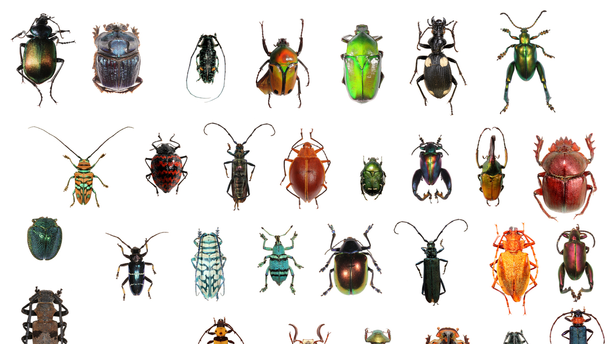 A Quarter Of All Known Animals Are Beetles : Short Wave : NPR