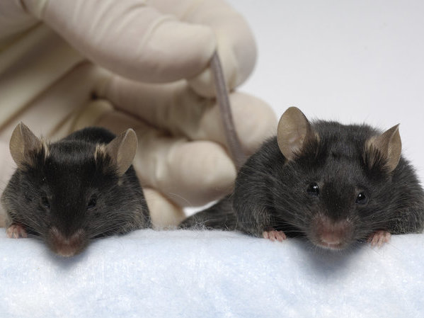 Drug That Bulked Up Mice In Space Might Someday Help Astronauts Make ...