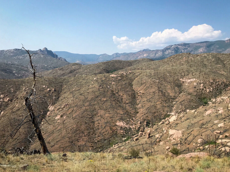 As Wildfires Grow More Intense, Iconic Western Forests May Not Come ...