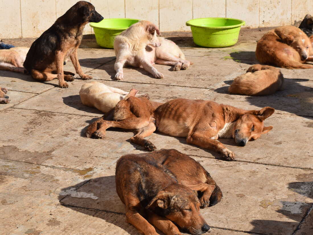 What Is A Stray Dog Called