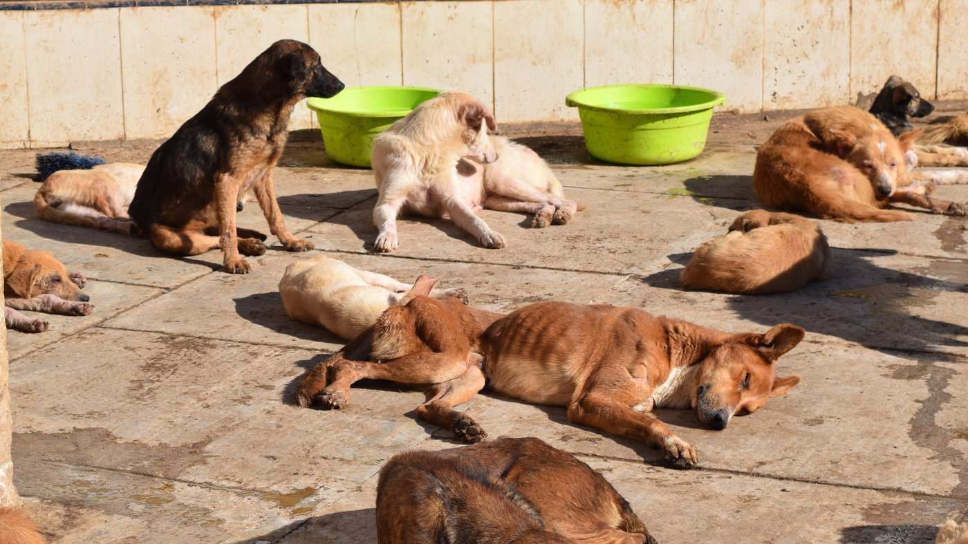 ADAN Rescues Strays In Rabat, Where Culture Is Often Not Accommodating ...