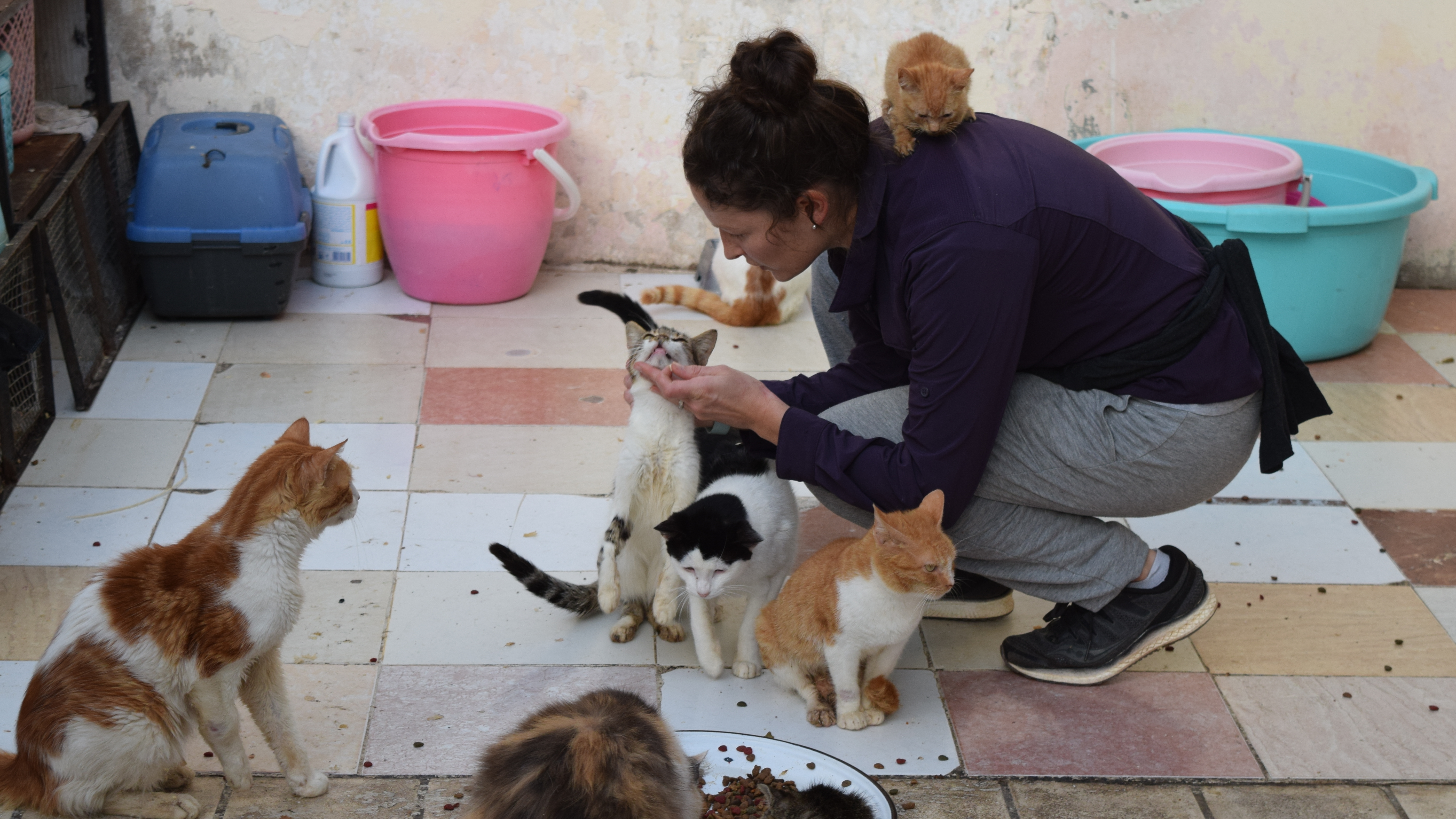 ADAN Rescues Strays In Rabat, Where Culture Is Often Not Accommodating ...