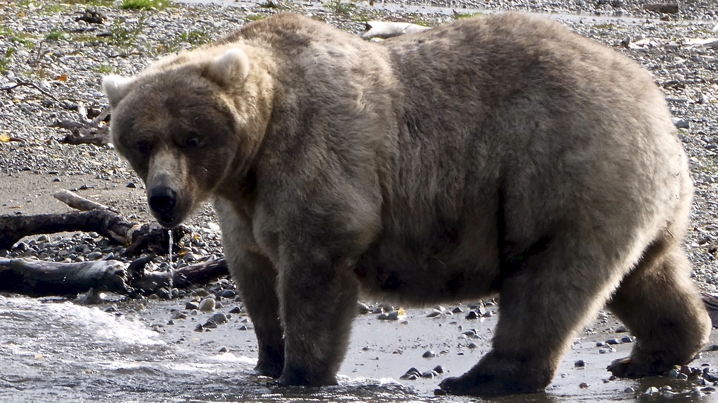 May The Fattest Bear Win: Voting Opens For National Park's Pre ...