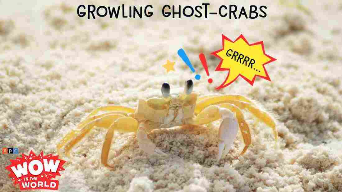 Growling Ghost-Crabs (encore) : NPR
