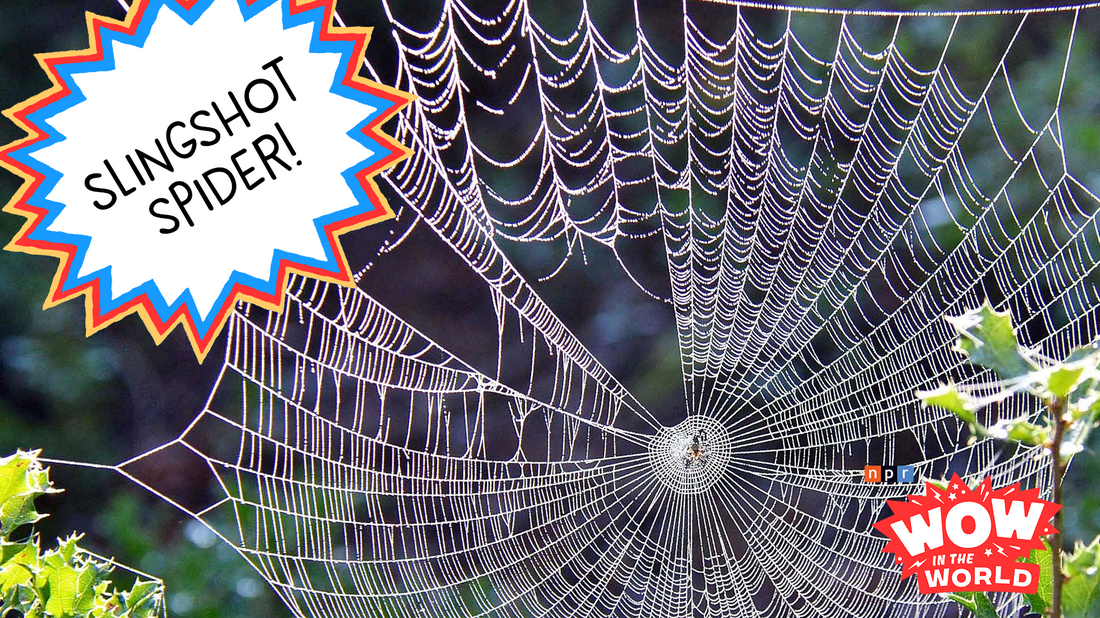 When Were Slingshot Spiders First Discovered? : Wow in the World : NPR