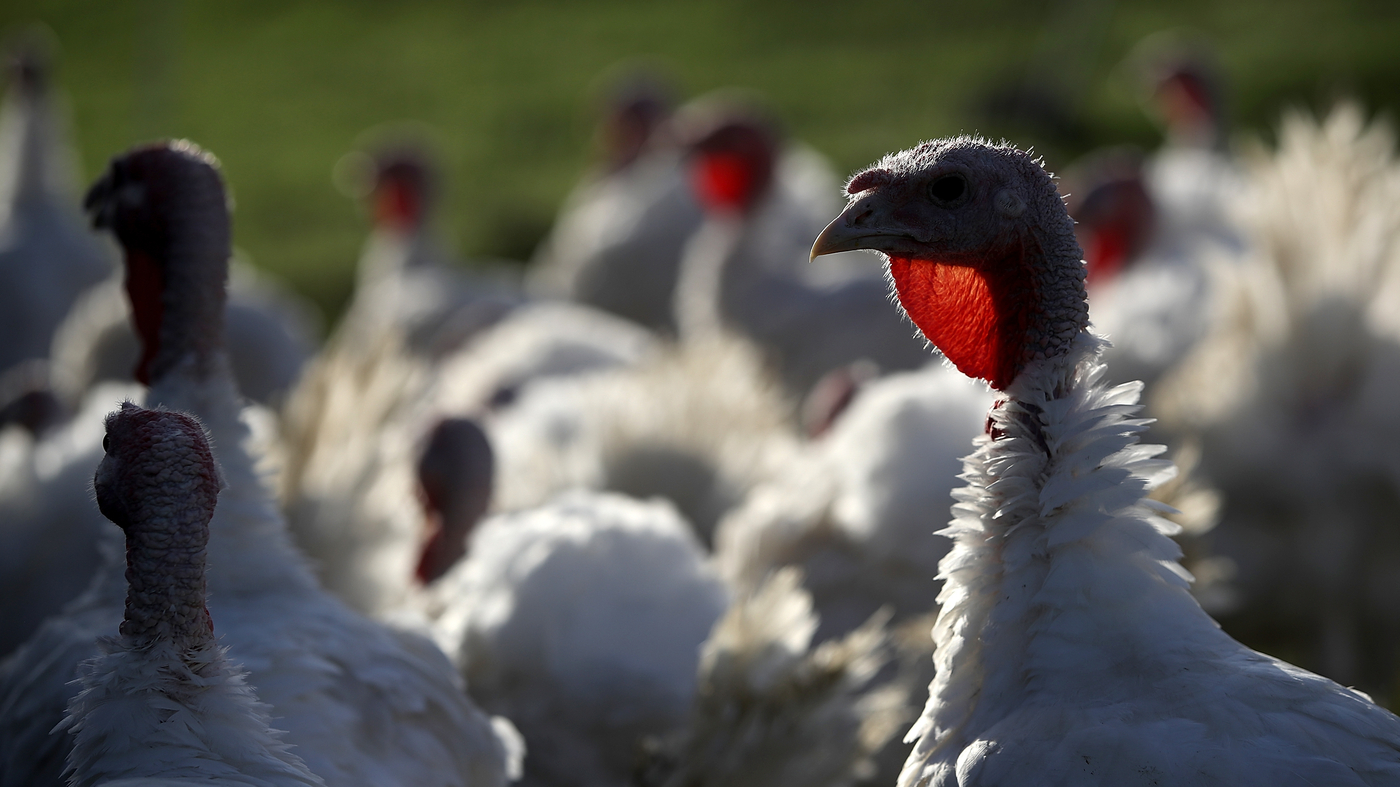 How the coronavirus pandemic is impacting a turkey farmer : The ...