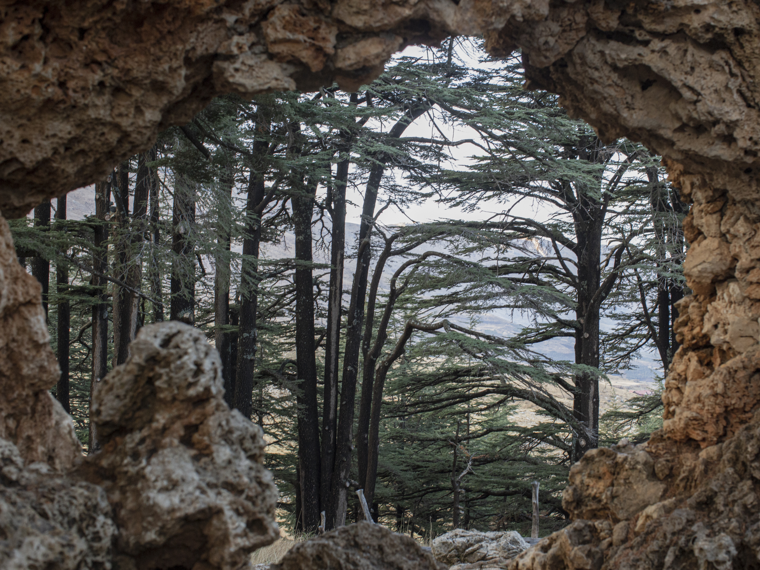 Climate Change Closes In On Lebanon's Iconic Cedar Trees | NCPR News