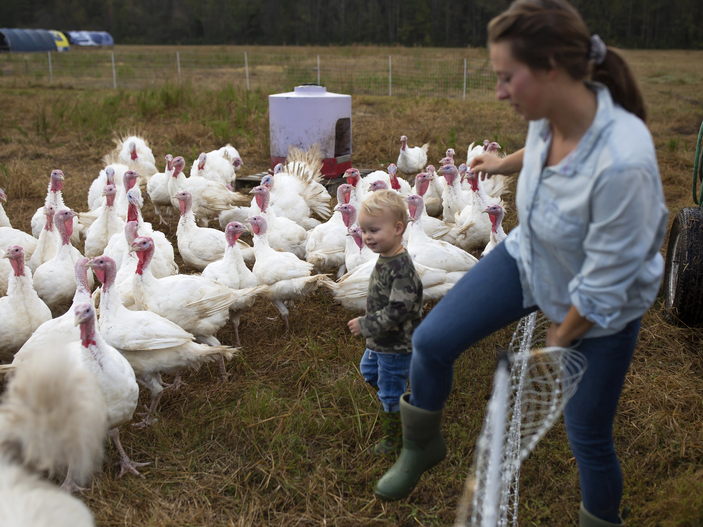 Small Turkeys Are In Demand As Americans Downsize At Thanksgiving ...