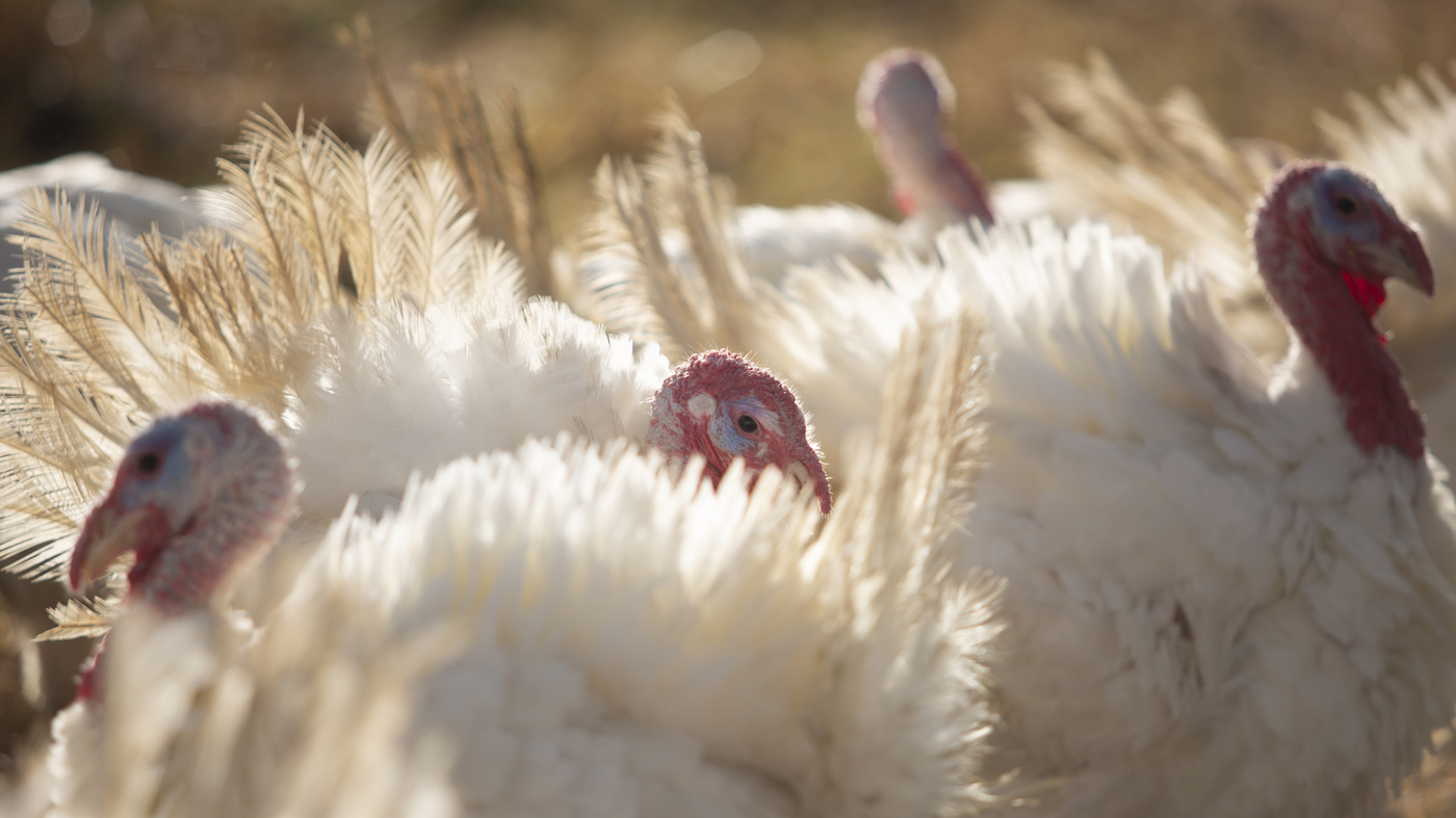 Thanksgiving Turkeys Are Smaller This Year As Americans Downsize ...