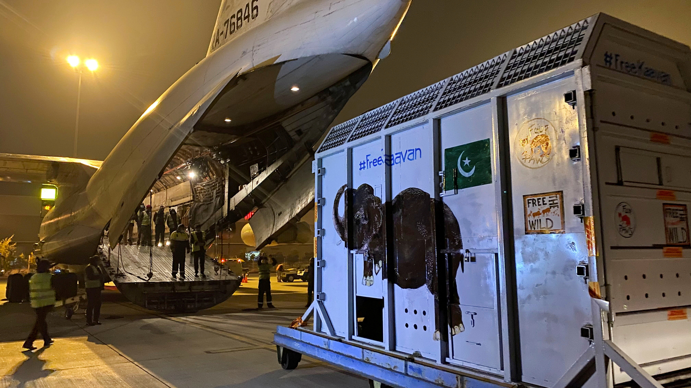 Vet Describes What It Was Like To Rescue Kaavan The Elephant : NPR