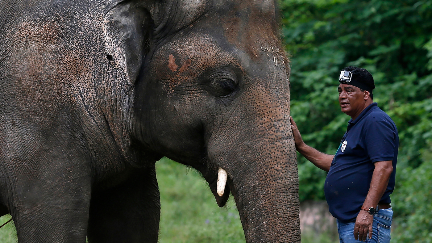 Vet Describes What It Was Like To Rescue Kaavan The Elephant : NPR
