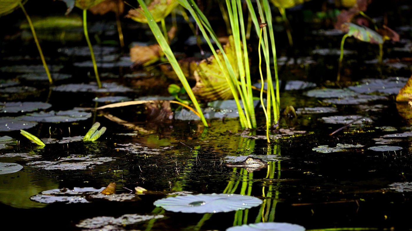 On A Tour Of 'America's Amazon,' Flora, Fauna And Glimpses Of Alabama's ...