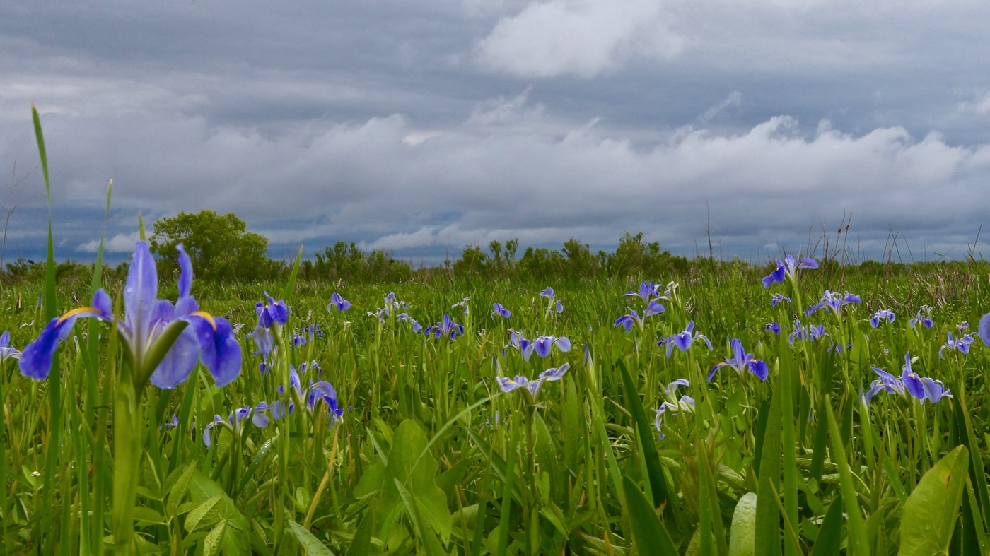 On A Tour Of 'America's Amazon,' Flora, Fauna And Glimpses Of Alabama's ...